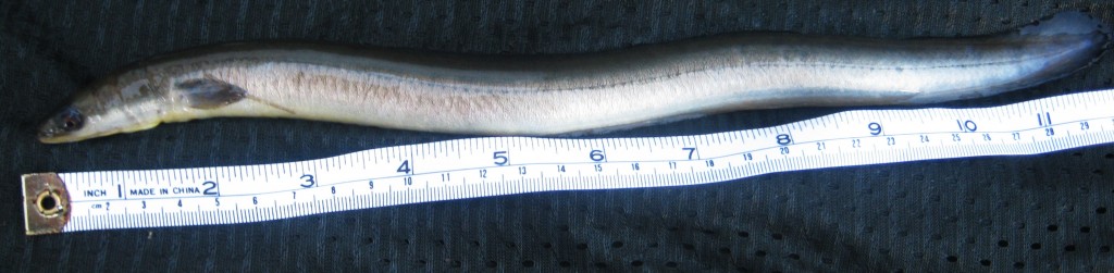 European Eel | Ness & Beauly Fisheries Trust