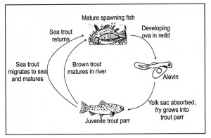 Brown Trout | Ness & Beauly Fisheries Trust